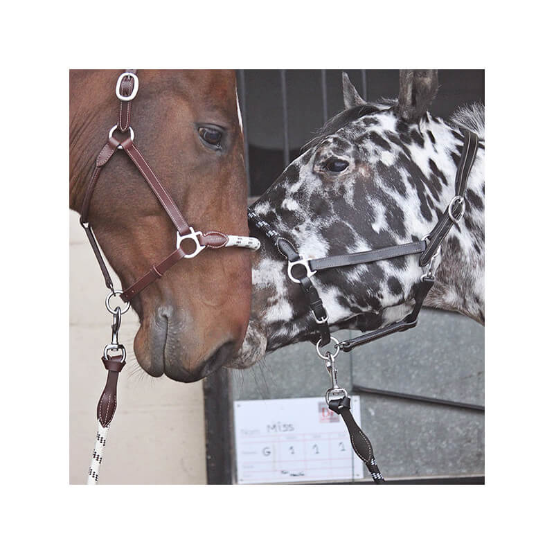 Licol cuir avec muserolle corde Stationata