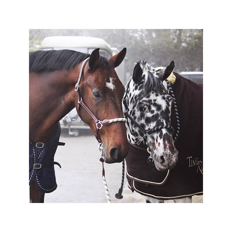 Licol cuir avec muserolle corde Stationata