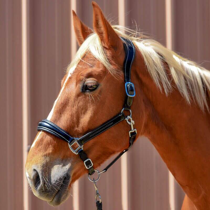 Licol en cuir Confort Stationata | Sellerie en ligne Cheval-shop