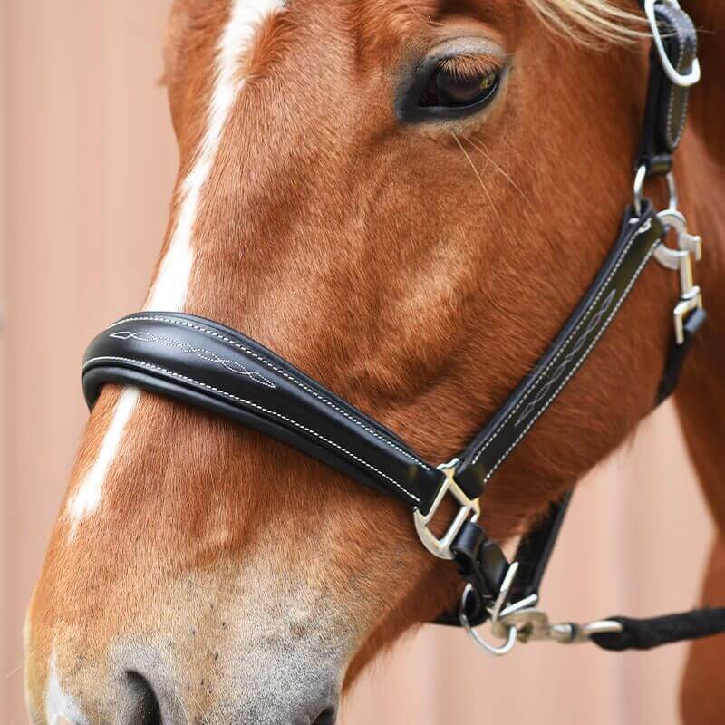 Licol en cuir Confort Stationata | Sellerie en ligne Cheval-shop