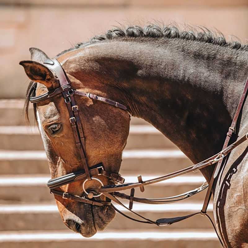 Bridon Lautrec T de T | Sellerie en ligne Cheval-shop